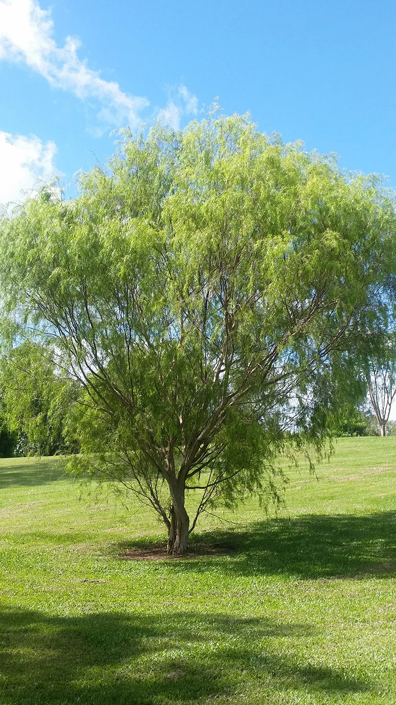 Leptospermum madidum (Weeping Tea Tree) — Territory Native Plants