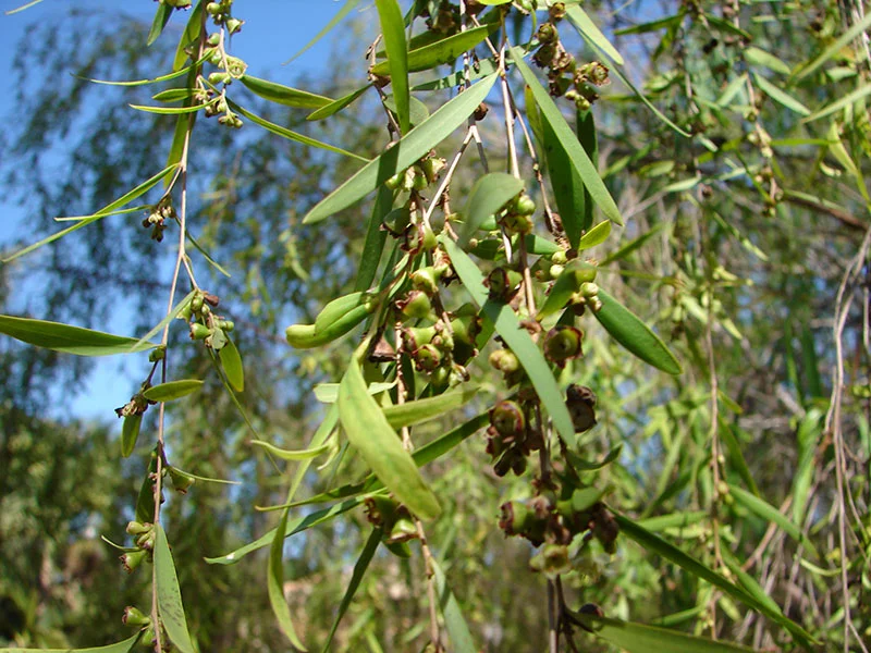 Leptospermum madidum (Weeping Tea Tree) — Territory Native Plants