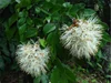 Maniltoa Grandiflora Lenticellata (Silk Handkerchief Tree) — Territory ...