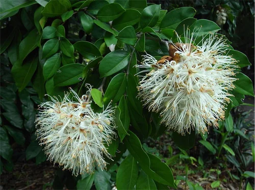 Maniltoa Grandiflora Lenticellata (Silk Handkerchief Tree) — Territory ...
