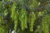 Maniltoa Grandiflora Lenticellata (Silk Handkerchief Tree) — Territory ...