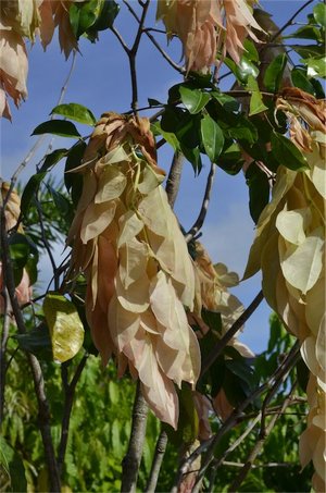 Maniltoa Grandiflora Lenticellata (Silk Handkerchief Tree) — Territory ...