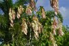 Maniltoa Grandiflora Lenticellata (Silk Handkerchief Tree) — Territory ...