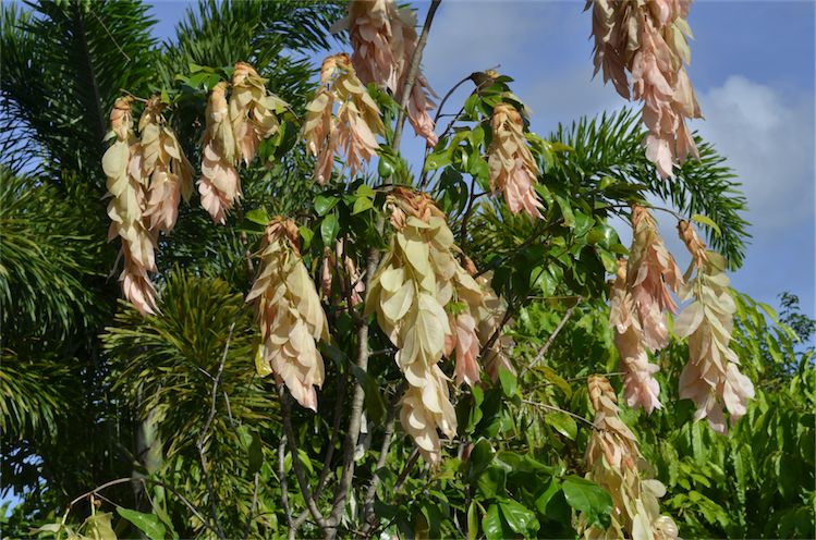Maniltoa Grandiflora Lenticellata (Silk Handkerchief Tree) — Territory ...