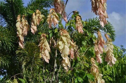 Maniltoa Grandiflora Lenticellata (Silk Handkerchief Tree) — Territory ...