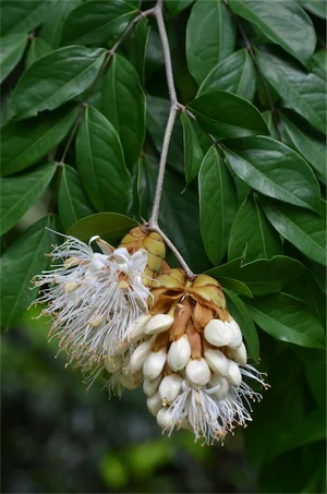 Maniltoa Grandiflora Lenticellata (Silk Handkerchief Tree) — Territory ...