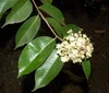 Maranthes corymbosa (White Cloud Tree) — Territory Native Plants