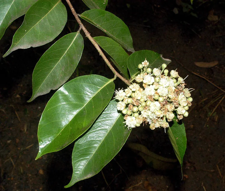 Maranthes corymbosa (White Cloud Tree) — Territory Native Plants
