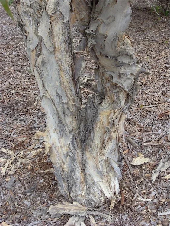 Melaleuca argentea (Silver-leaved Paperbark) — Territory Native Plants