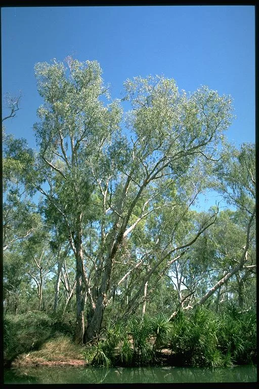 Melaleuca argentea (Silver-leaved Paperbark) — Territory Native Plants