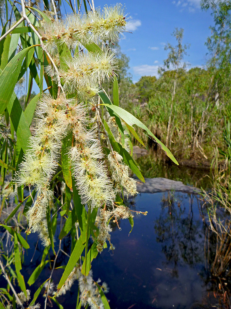 Melaleuca leucadendra (Weeping paperbark) — Territory Native Plants