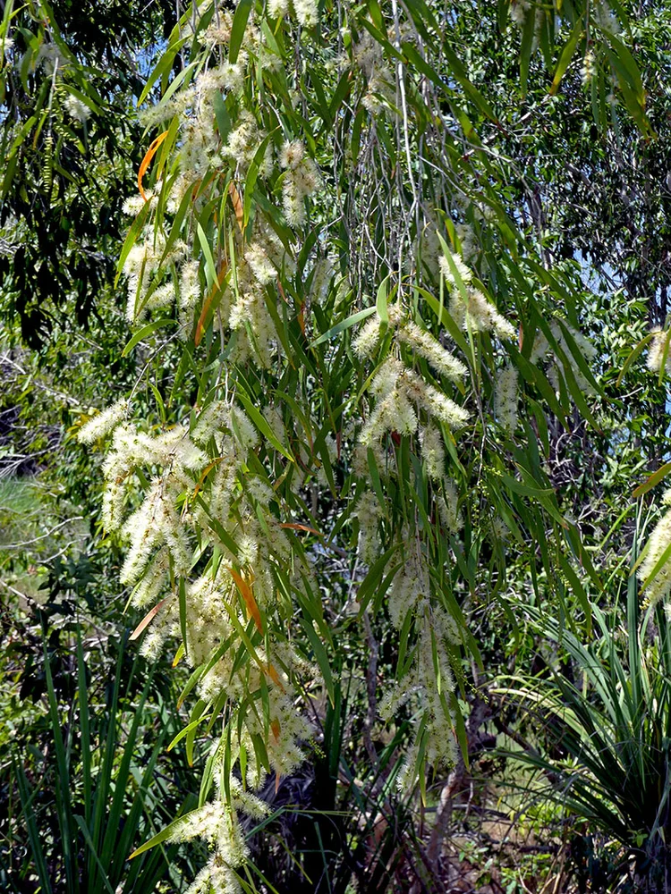 Melaleuca leucadendra (Weeping paperbark) — Territory Native Plants