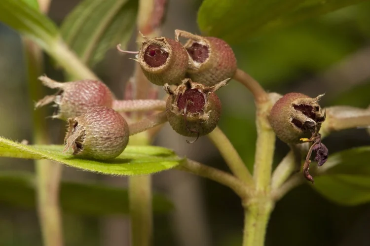Melastoma malabathricum (Native Lasiandra) — Territory Native Plants
