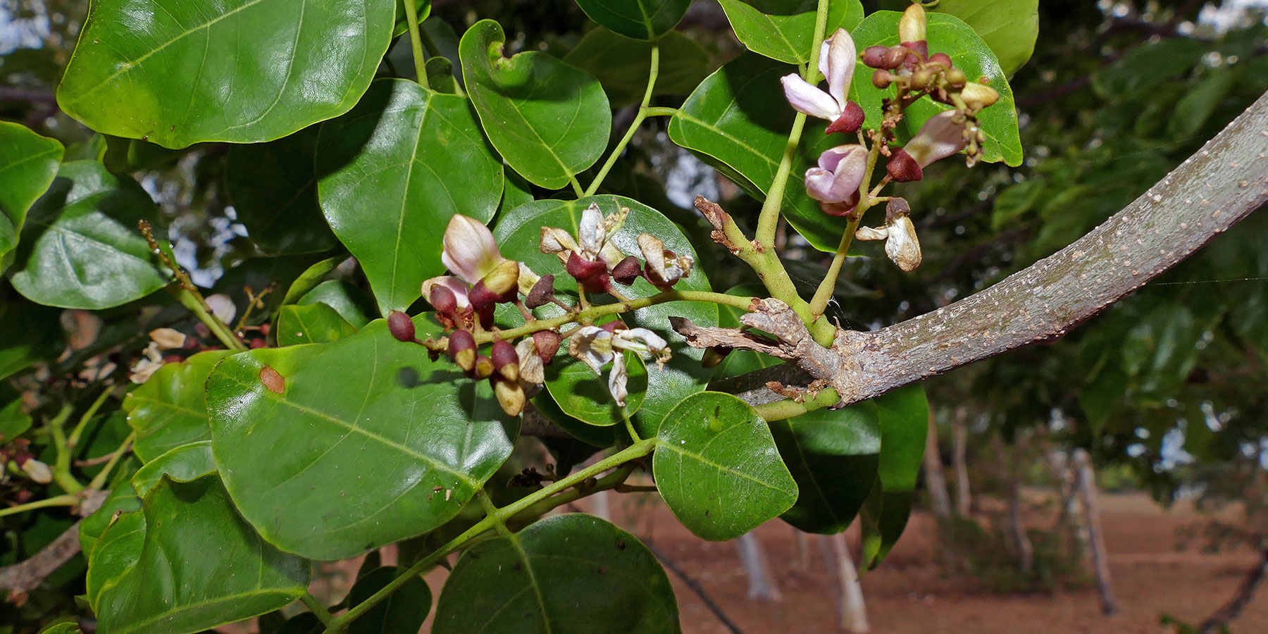 Millettia pinnata (Pongamia/Indian Beech) — Territory Native Plants