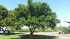 Millettia pinnata (Pongamia/Indian Beech) — Territory Native Plants