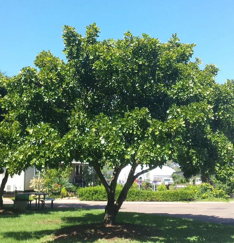 Millettia pinnata (Pongamia/Indian Beech) — Territory Native Plants