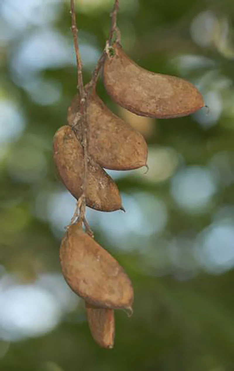 Millettia pinnata (Pongamia/Indian Beech) — Territory Native Plants