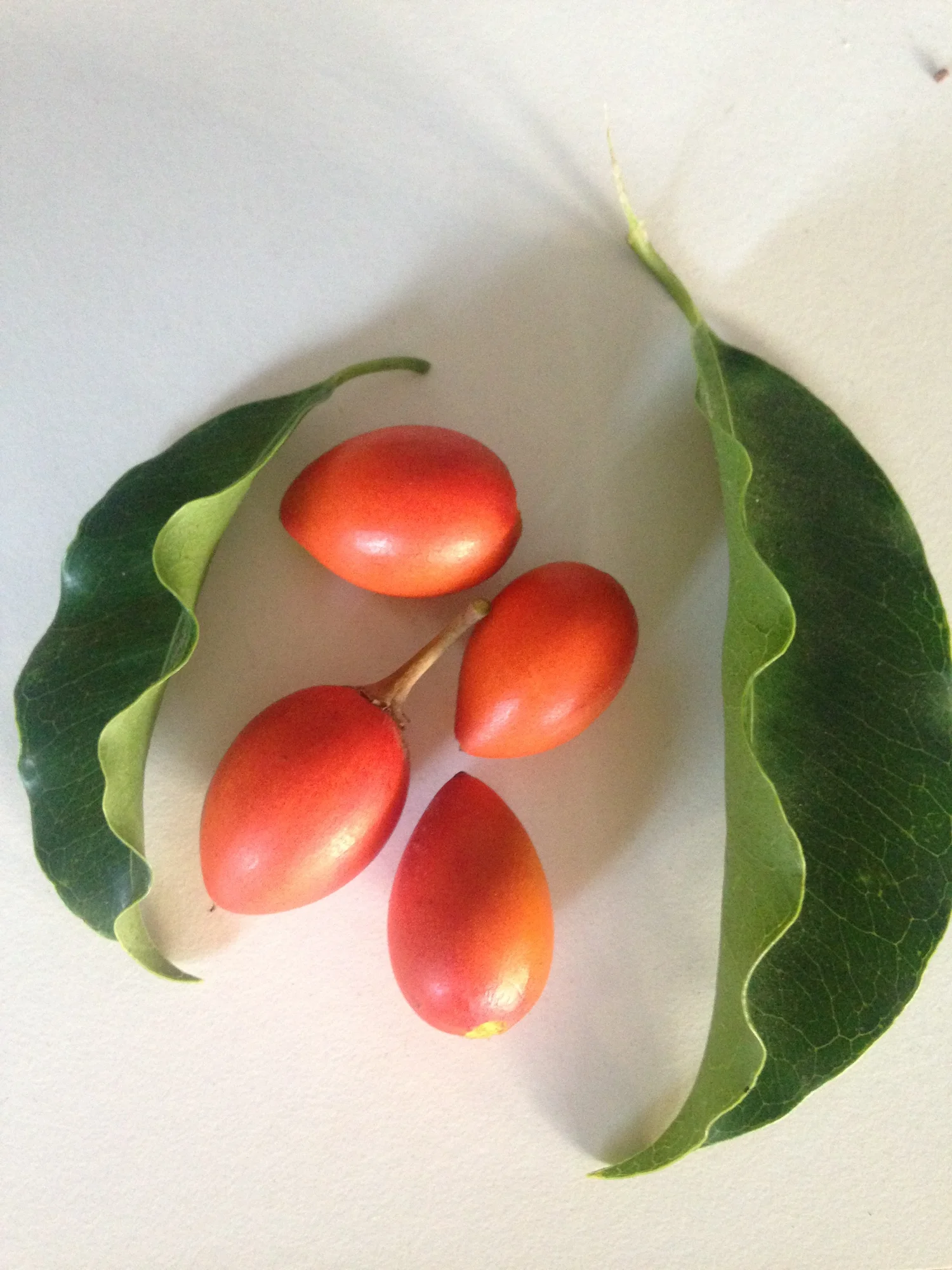 Mimusops elengi (Red Condoo/Spanish Cherry) — Territory Native Plants
