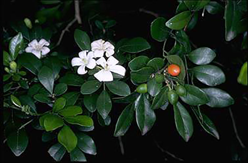 Murraya paniculata (Orange Jessamine) — Territory Native Plants