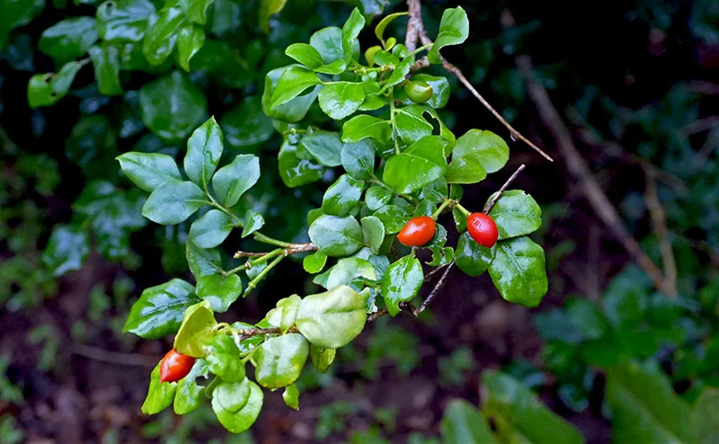 Murraya paniculata (NT Native) — Territory Native Plants