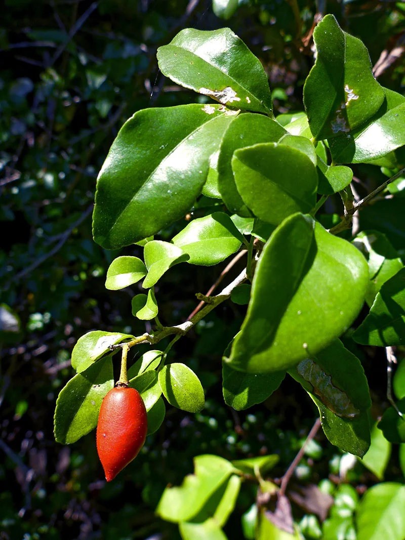 Murraya paniculata (NT Native) — Territory Native Plants