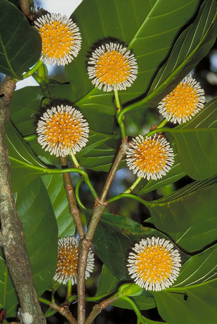 Nauclea orientalis (Leichhardt Tree) — Territory Native Plants