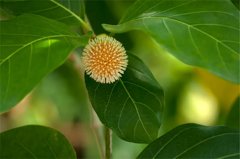 Nauclea orientalis (Leichhardt Tree) — Territory Native Plants