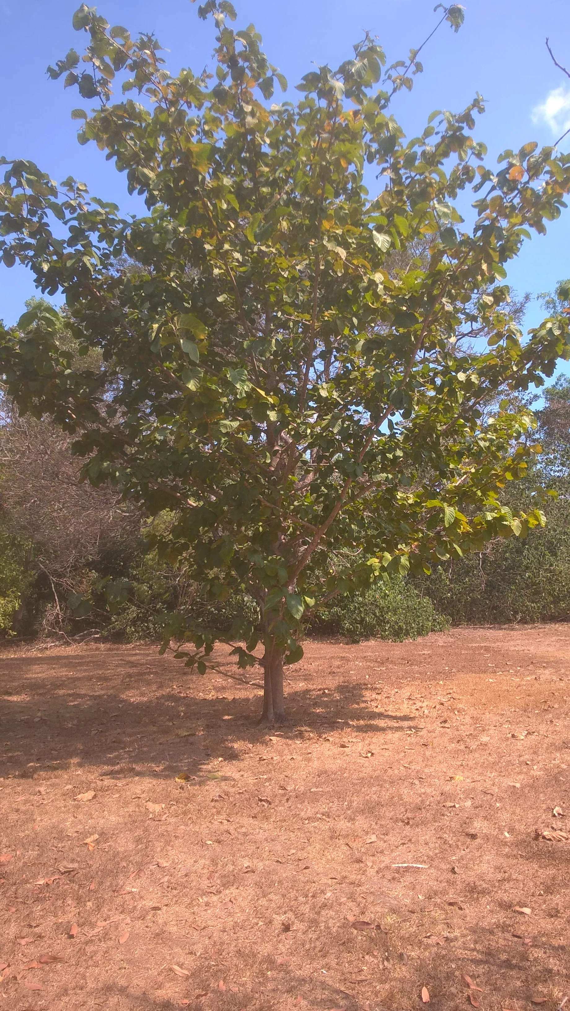 Nauclea orientalis (Leichhardt Tree) — Territory Native Plants