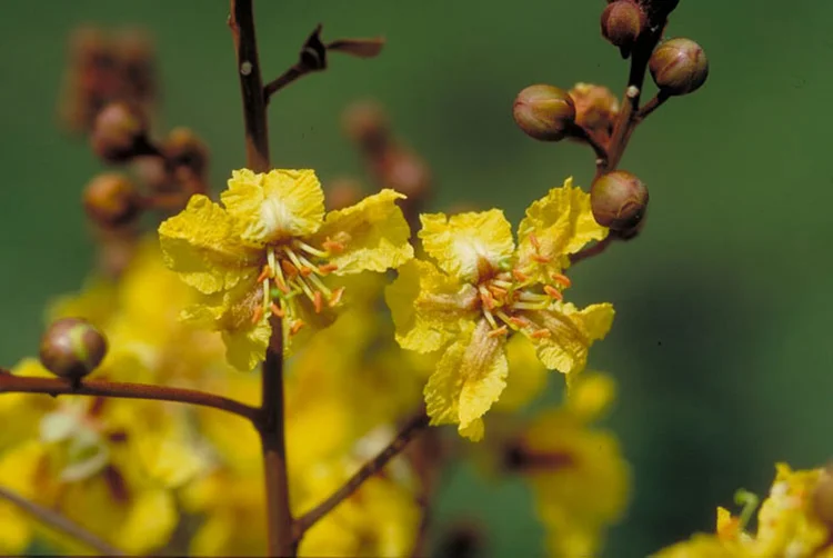 Peltophorum pterocarpum (Yellow Flame Tree) — Territory Native Plants