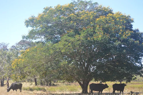 Peltophorum pterocarpum (Yellow Flame Tree) — Territory Native Plants