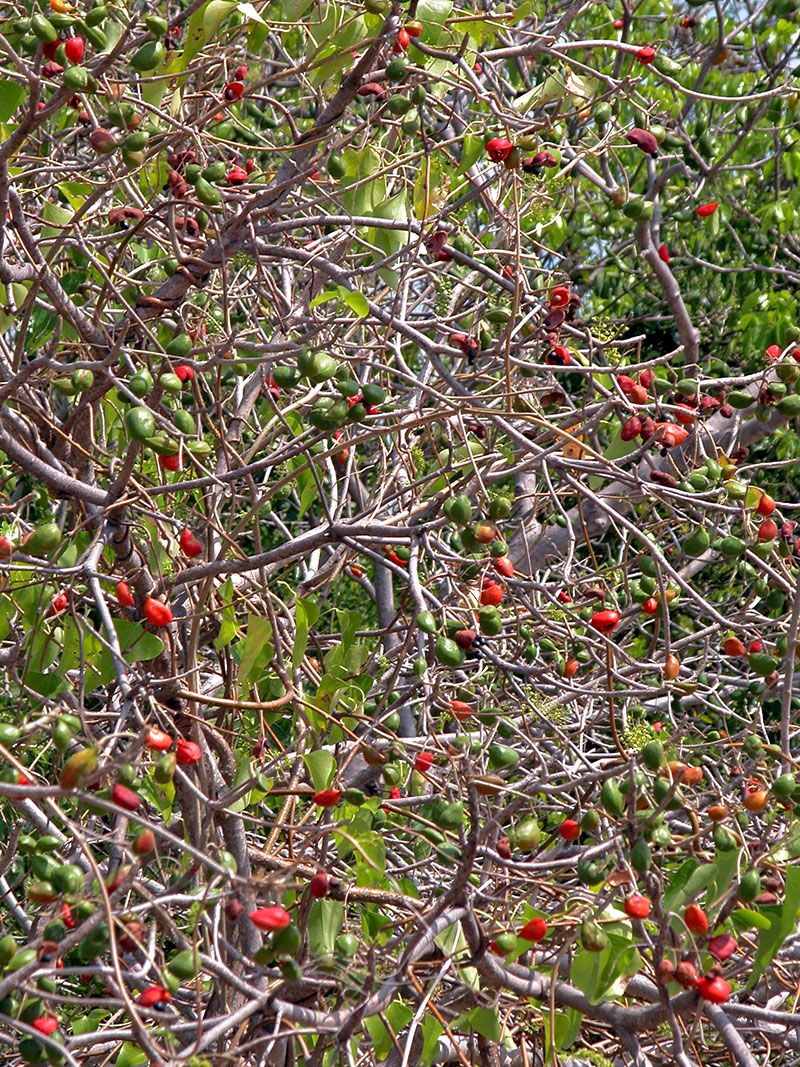 Sterculia quadrifida (Native Peanut) — Territory Native Plants