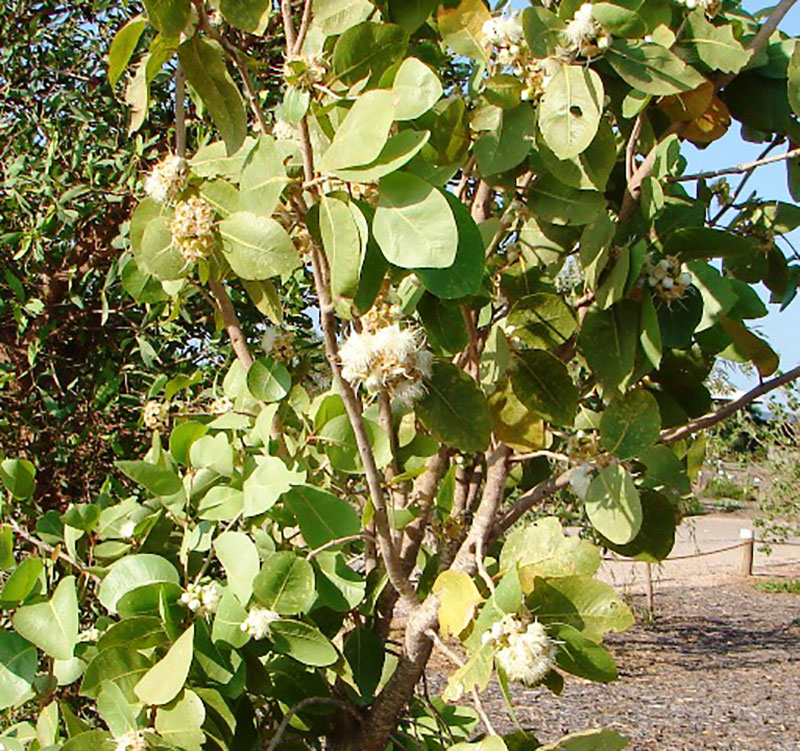 Syzygium eucalyptoides bleeseri (Native Apple) — Territory Native Plants