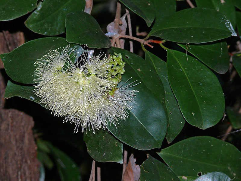Syzygium fibrosum (Small Red Bush Apple) — Territory Native Plants