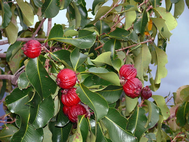 Syzygium suborbiculare (Red Bush Apple) — Territory Native Plants