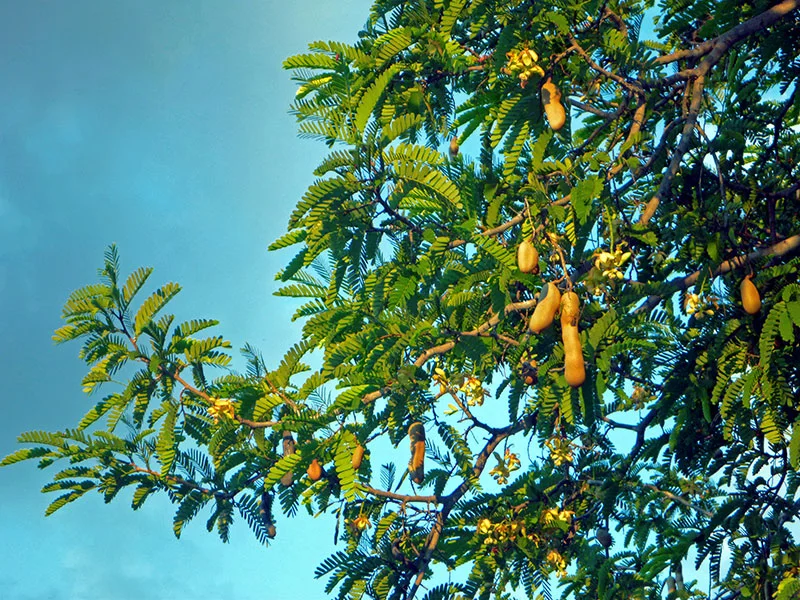 Tamarindus indica (Tamarind) — Territory Native Plants