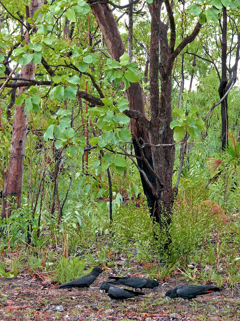 Terminalia ferdinandiana (Kakadu plum/Billy goat plum) — Territory ...