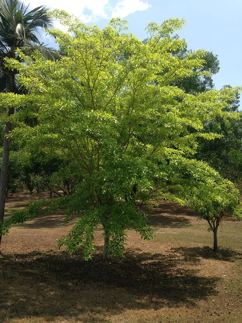 Terminalia microcarpa (Damson Plum) — Territory Native Plants