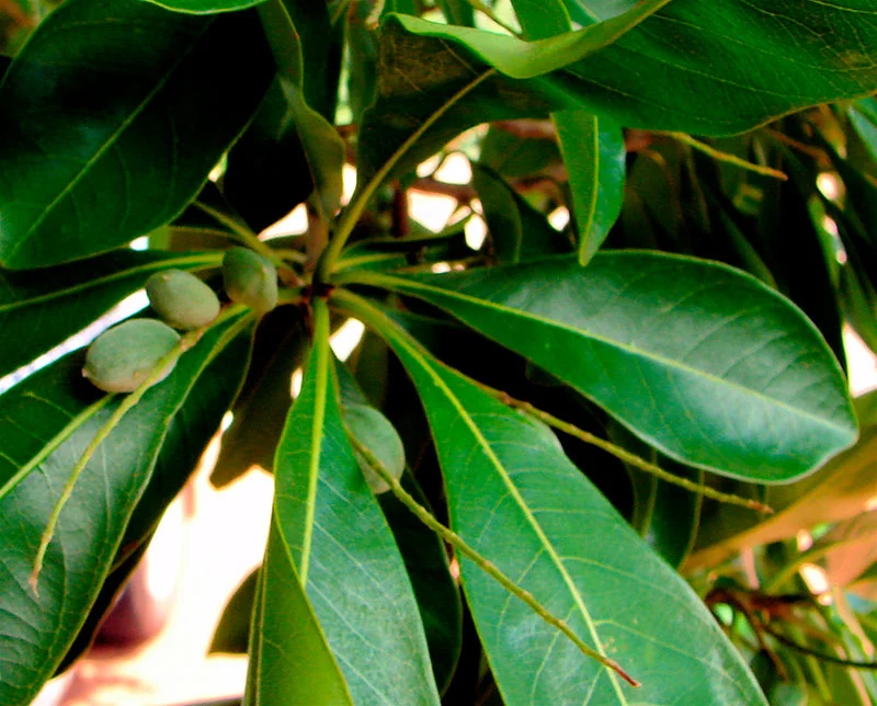 Terminalia microcarpa (Damson Plum) — Territory Native Plants