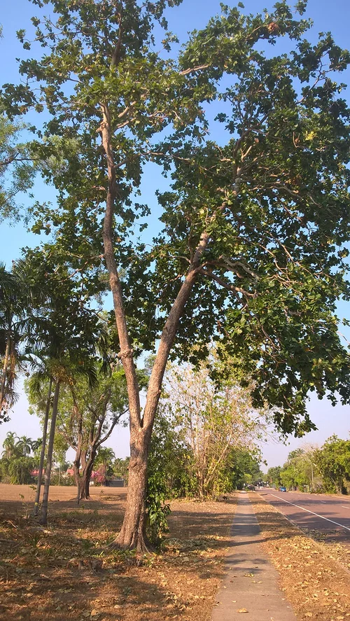 Terminalia platyphylla (Wild Plum) — Territory Native Plants