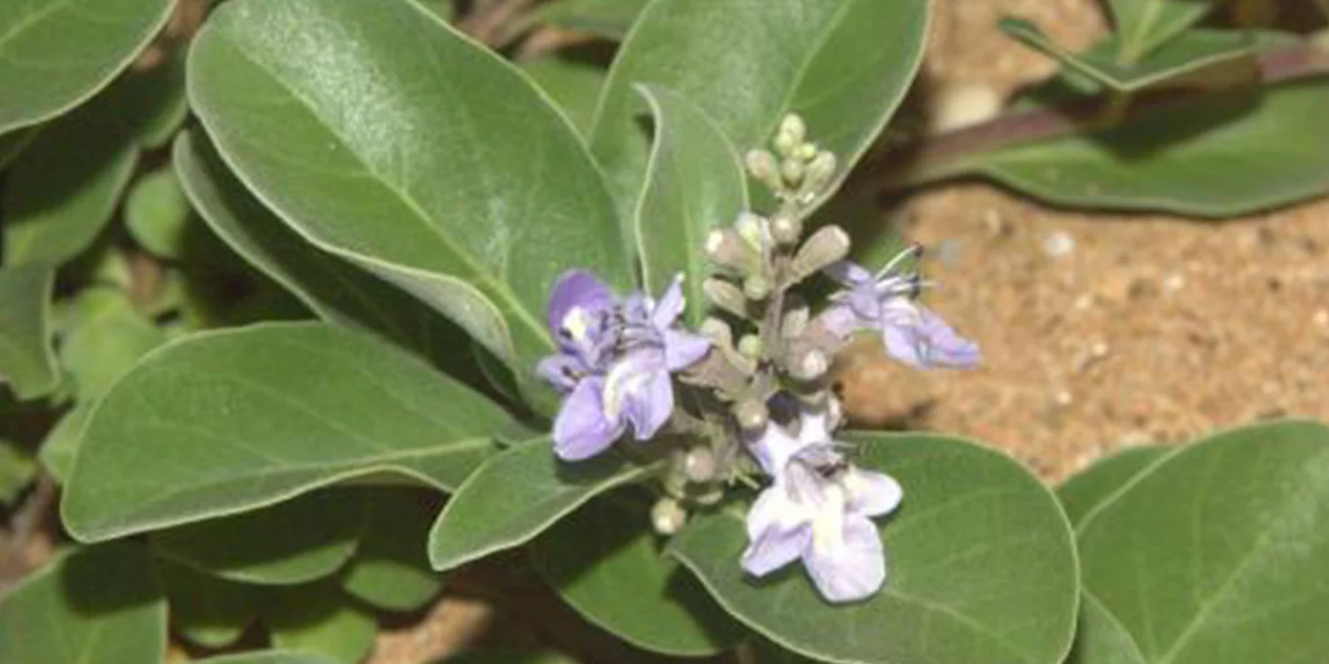 Vitex rotundifolia (Beach Vitex) — Territory Native Plants