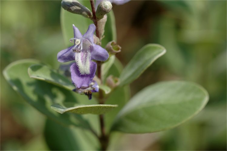 Vitex rotundifolia (Beach Vitex) — Territory Native Plants