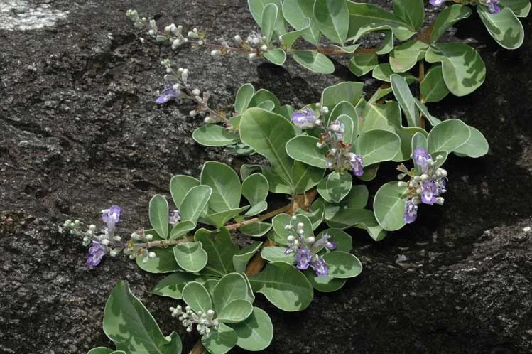 Vitex rotundifolia (Beach Vitex) — Territory Native Plants