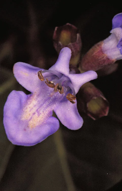 Vitex rotundifolia (Beach Vitex) — Territory Native Plants