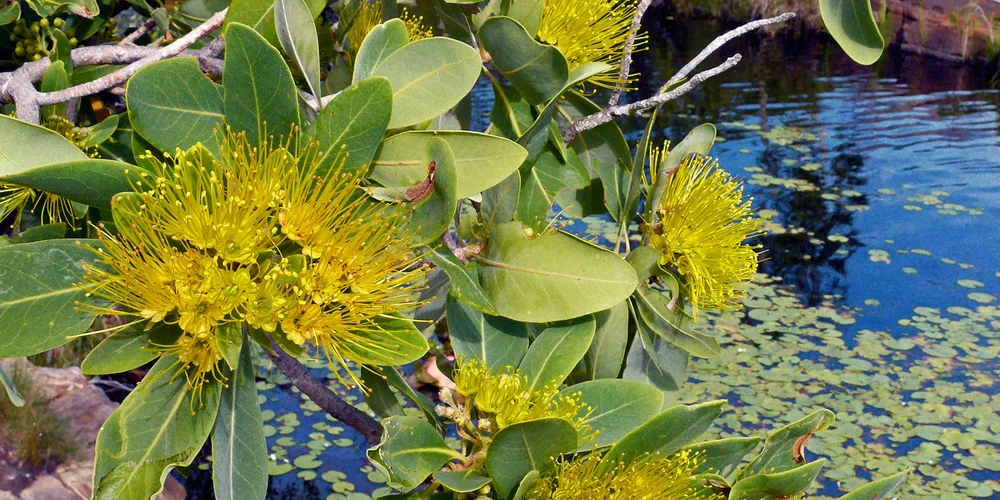 Xanthostemon paradoxus (Bridal tree) — Territory Native Plants