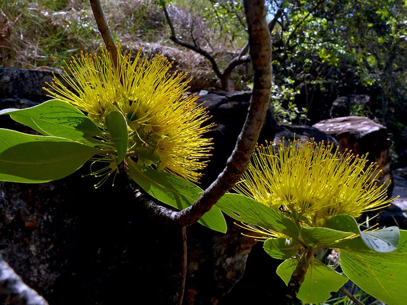 Xanthostemon paradoxus (Bridal tree) — Territory Native Plants