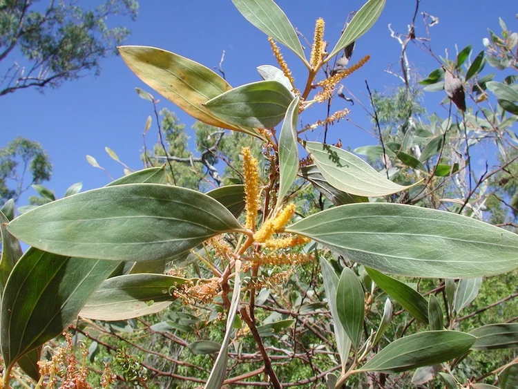 Acacia holosericea (Silver Wattle) — Territory Native Plants