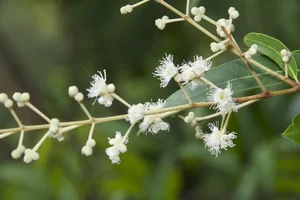 Allosyncarpia ternata (Anbinik) — Territory Native Plants