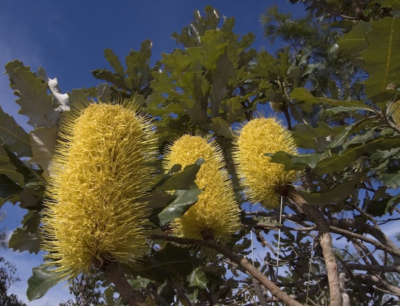 Banksia dentata (NT Banksia) — Territory Native Plants