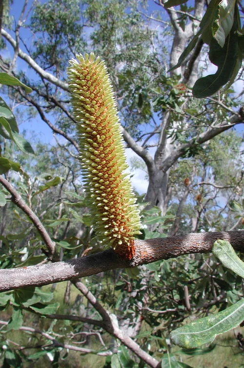 Banksia dentata (NT Banksia) — Territory Native Plants