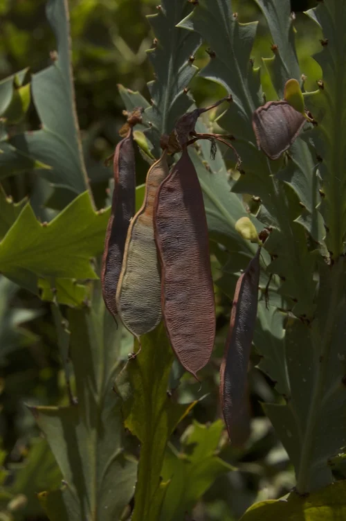 Bossiaea bossiaeoides (Holly-leaved Pea Flower) — Territory Native Plants